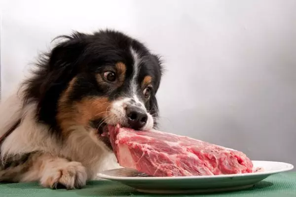 Perro y un pedazo de carne