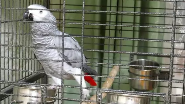Parrot Kiryusha në një kafaz
