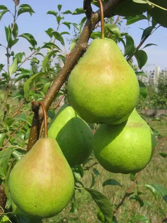 Pears Agustus Rosa ing wit