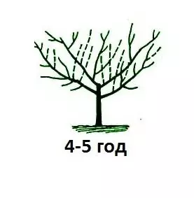 Formazione della corona secondo lo schema del cespuglio australiano