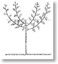 Pruning սխեման իսպանական բուշ