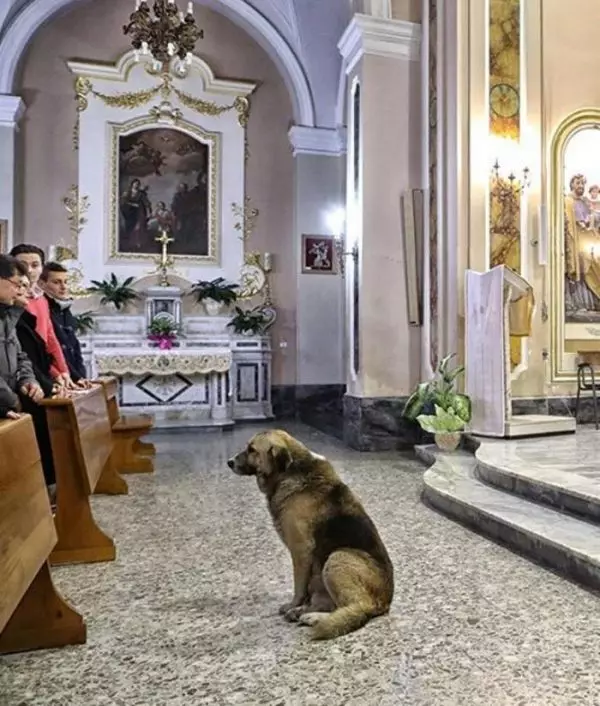 Câine în biserică