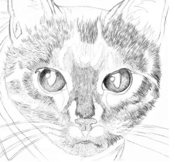 Como desenhar um gato ou gato em etapas: Técnica de desenho, nuances desenhando um gatinho do que desenhar (ferramentas, outro), foto