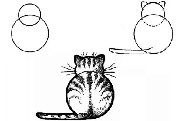 Phased katės vaizdas iš apskritimų