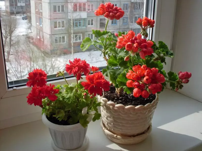 Градинарски и хранење гераниум пролет за бујна цветни