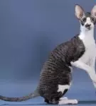 I-Cornish Rex