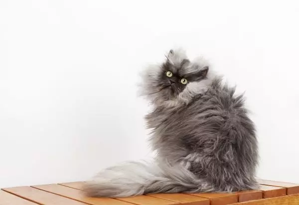 Cat Colonel Meow.