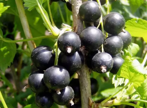 Siyah Frenk üzümü meyveleri