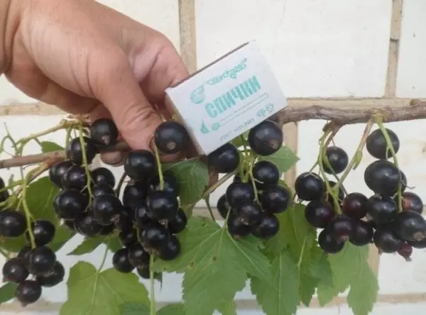 Black Currant berries berlian-2