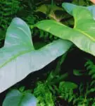 Philodendron lantza itxurakoa