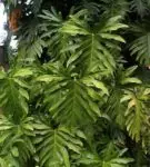 Philodendron Raysy