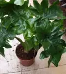 Philodendron Athom