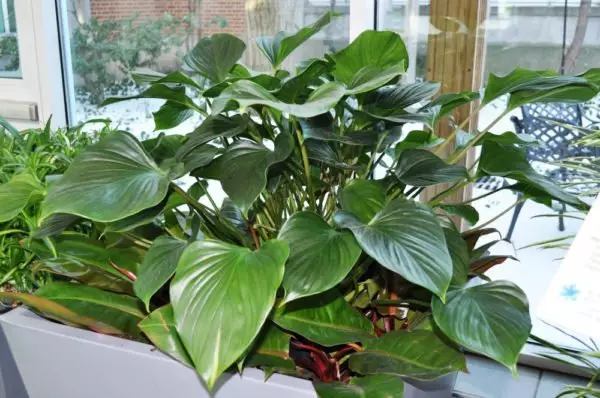 I-Philodendron