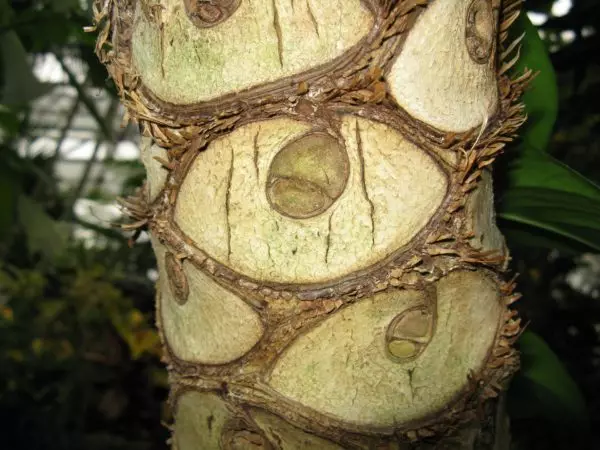 Filodenendron Trunk.