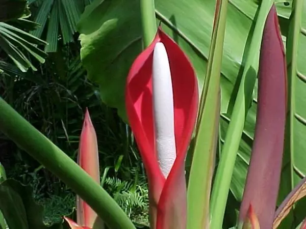 Inflorescence Filodendron.