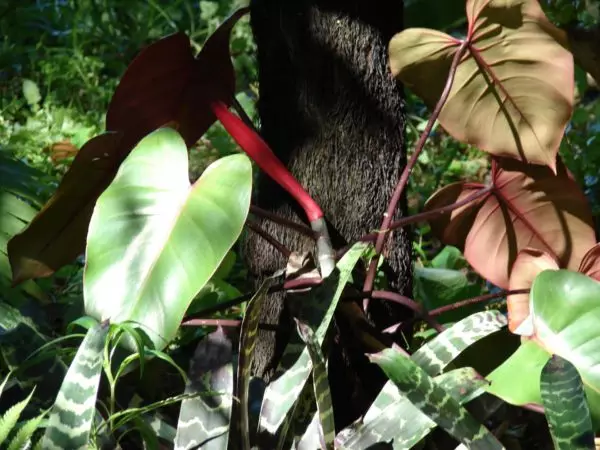 Ang Philodendron sa Kinaiyahan