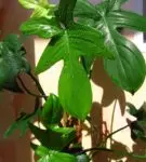 Phylodendron umferð