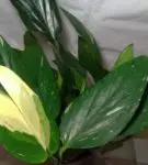 Philodendron Cobra.