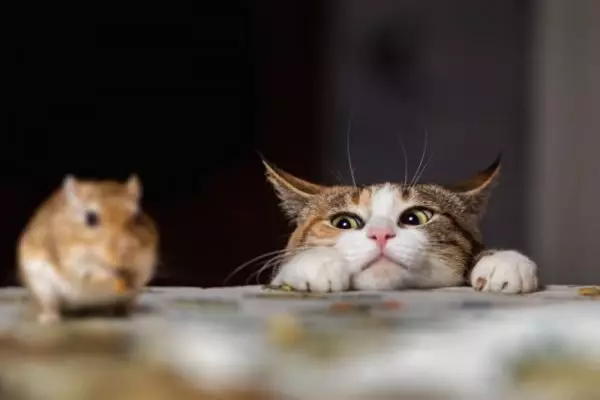 Le chat regarde la souris