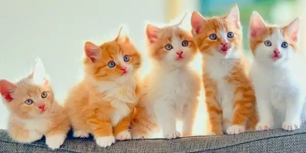 Roodharige kittens