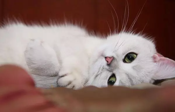 kucing putih