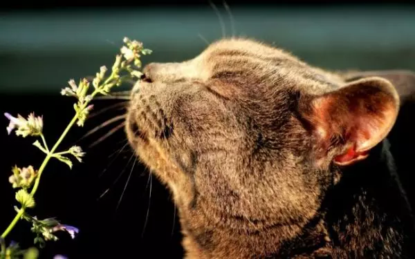 Cat Sniffs Kotovnik