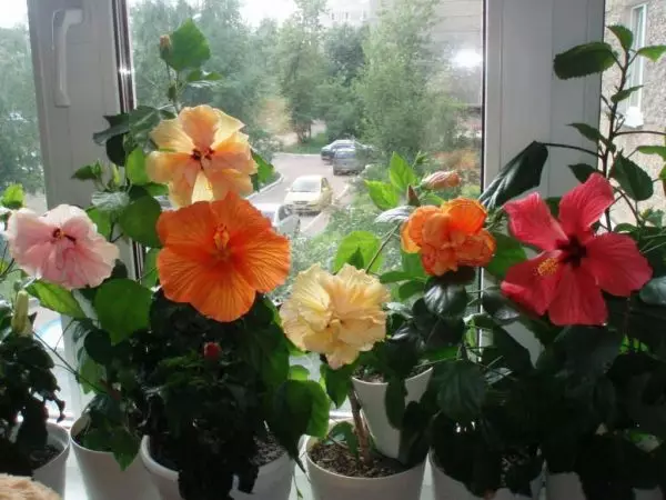 Why does Chinese rose do not keep at home: signs and facts about hibiscus
