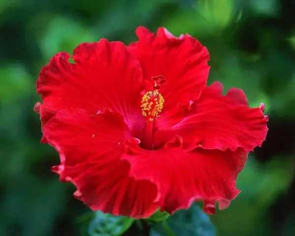 लाल हिबिस्कस फूल