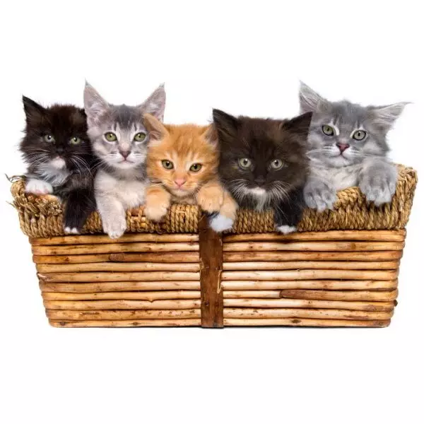 Multicolored Kittens