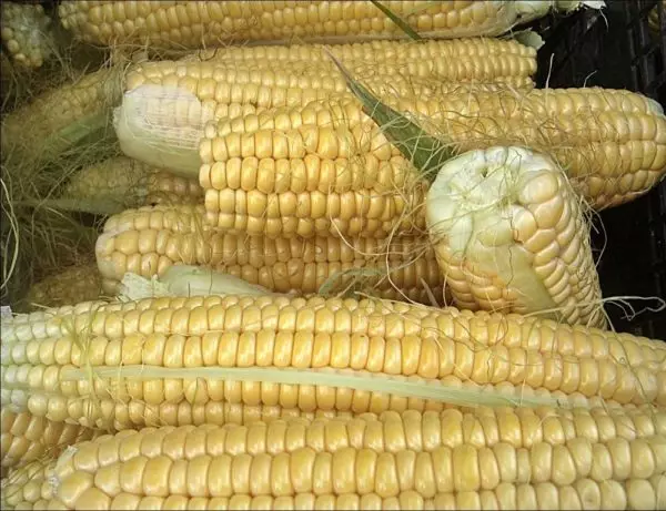 Corn Dobrynya.