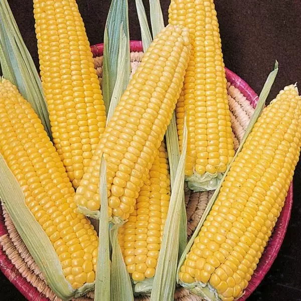 Starchy Corn