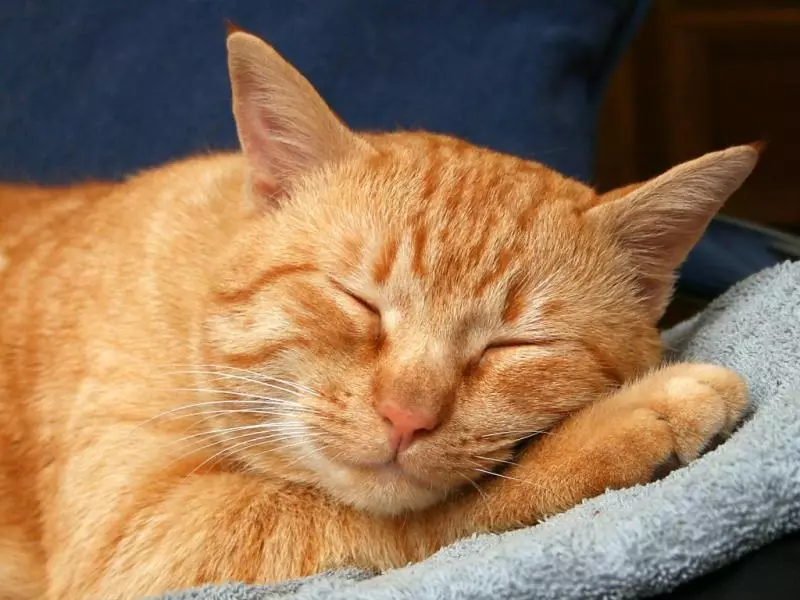 What dreams Red cat or cat in the dreams: Description of various dreams, modern and alternative interpretations of dreams
