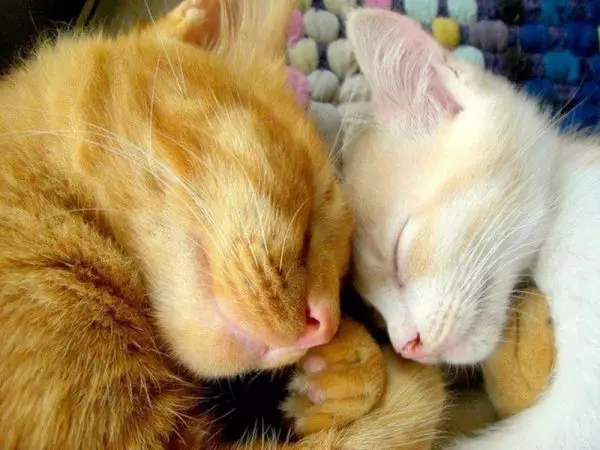 Katze und Kätzchen schlafen in der Nähe