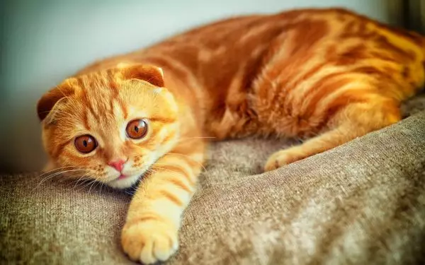 Crvena mačka na kauču
