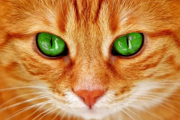 Red Cat Close-up