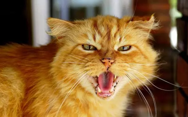 Agresyvi raudona katė