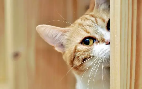 Црвена мачка ѕирка поради вратата