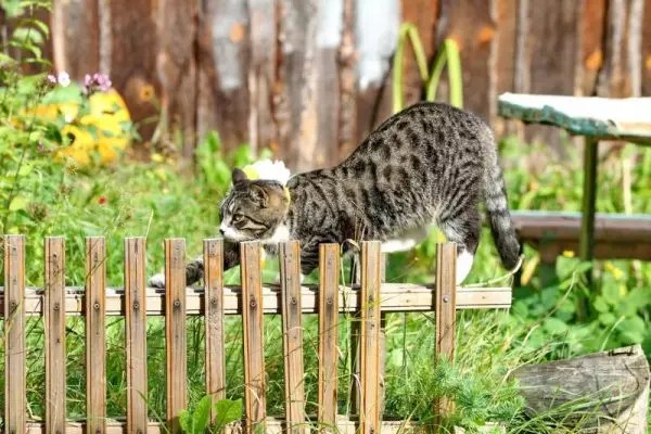 القط على السياج