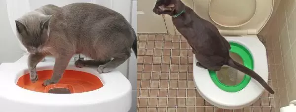 Fáze výuky kočky na záchod
