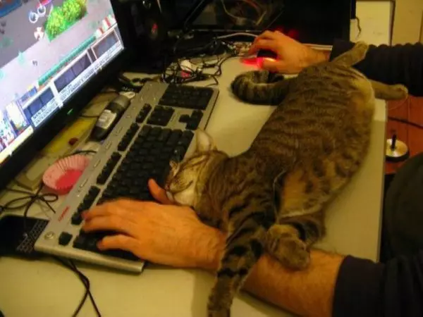 Кот спить біля комп'ютера