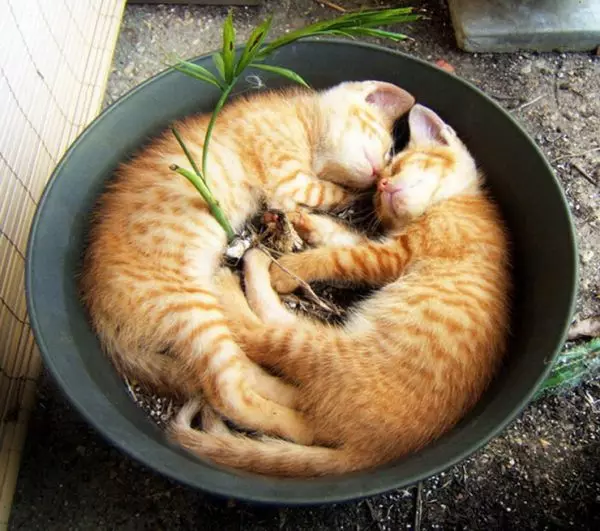 Kittens nyob rau hauv lub lauj kaub