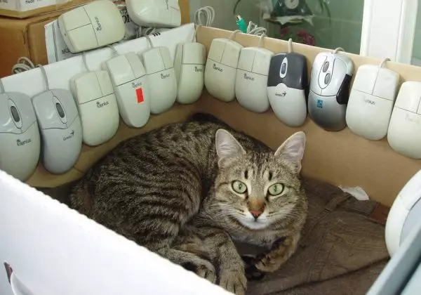 Кішка в коробці з мишками