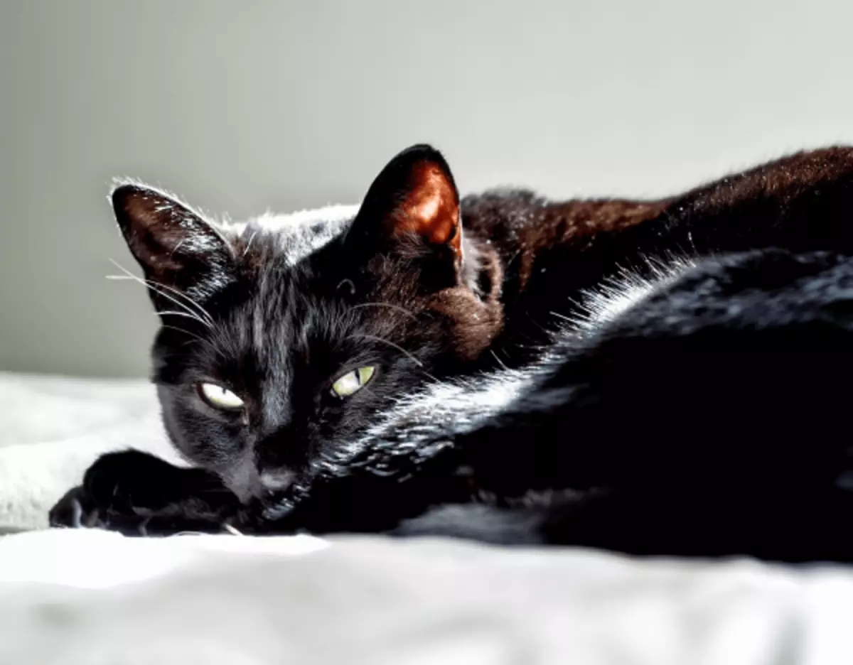 Čierna mačka leží pod lúčom svetla