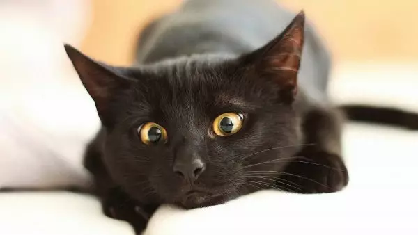 Čierna mačka leží na bielom pohovke a prekvapení sa pozerá dole