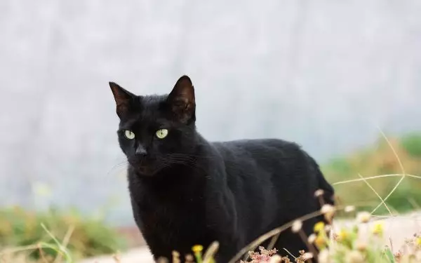 Čierna mačka stojí v tráve a teší sa