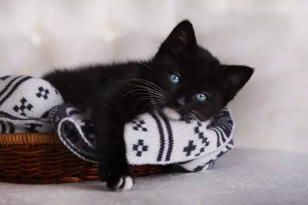 Černé kotě s modrýma očima leží na jednobarevné deky v proutěném koši, becking tlapka