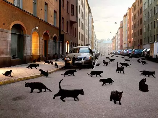 شہری سڑک پر بہت سے سیاہ بلیوں
