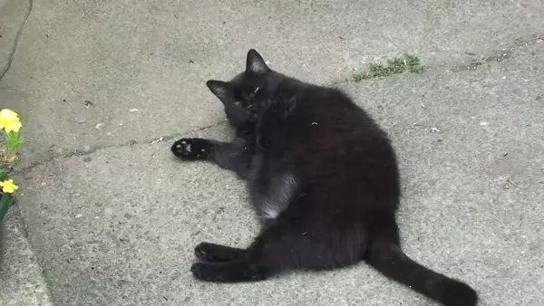 Černá těhotná kočka leží na asfaltu