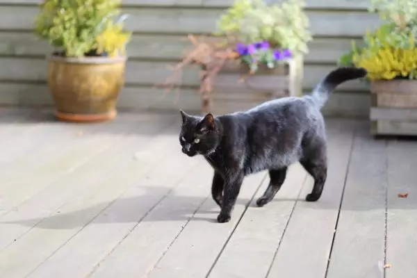 Čierna mačka prechádza pozdĺž terasy okolo kvetinových hrncov