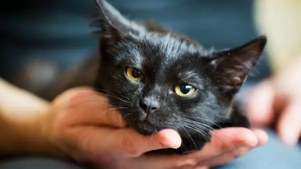کھجور مردوں میں سیاہ بلی کے بچے کی جادوگر